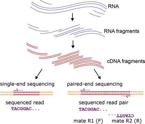 Chapter Transcriptomics Applied Bioinformatics