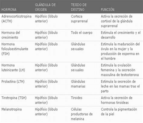 Tipos De Glandulas Y Hormonas Dinami