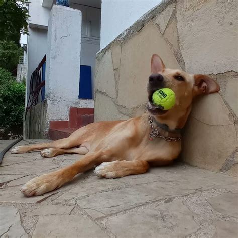 X Nia Buss On Twitter Rt Elsquissos Lara En Adopci Ens Tornen A