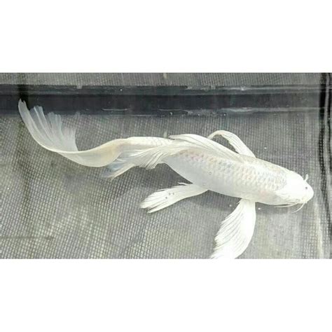 Jual Koi Platinum Slayer Koi Kumpay Slayer Koi Cantik Ukuran 20 25cm
