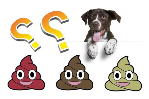 Qué dicen las heces de tu perro