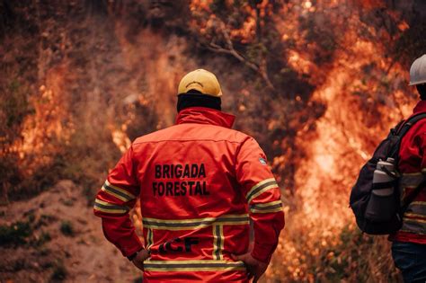 Honduras reporta más de 127 mil hectáreas de bosque afectadas por
