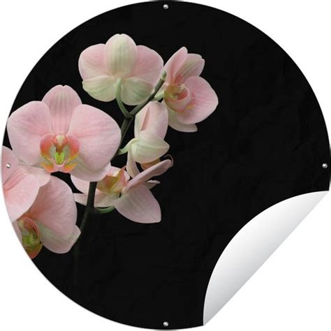Tuincirkel Orchidee Bloemen Roze Stilleven Flora X Cm