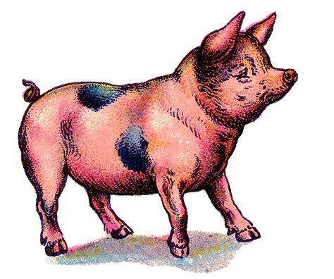 11 Cute Pigs Clipart The Graphics Fairy Clip Art Library