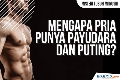 INFOGRAFIK Misteri Tubuh Manusia Mengapa Pria Punya Payudara Dan Puting