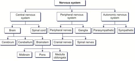 Organization Of The Nervous System Flowchart
