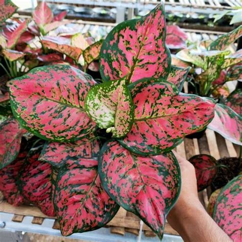 Jual Bunga Aglonema DUT Anjamani Tanaman Hias Murah Shopee Indonesia