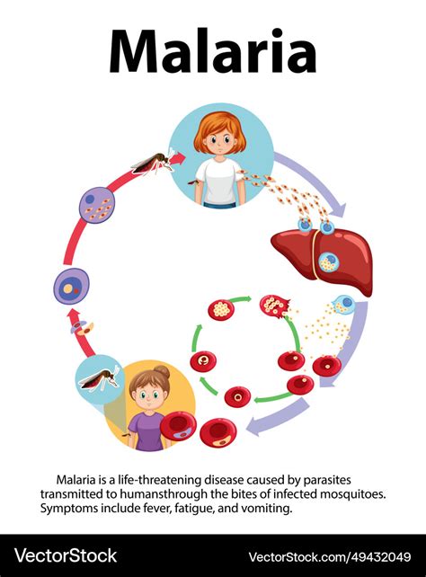 Life Cycle Of Malaria Parasite A Visual Guide Vector Image