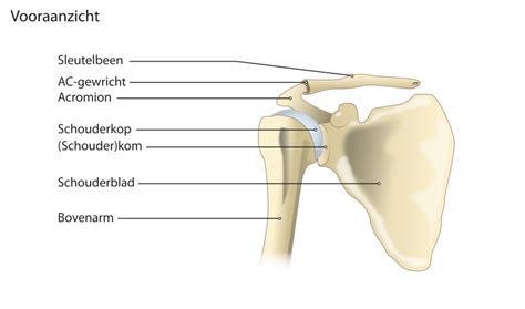 Schouderklachten Faam Fysiotherapie