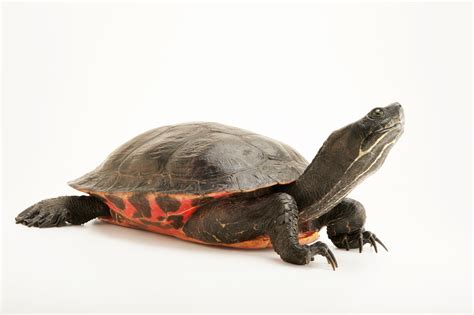 ANI080 00440 Joel Sartore