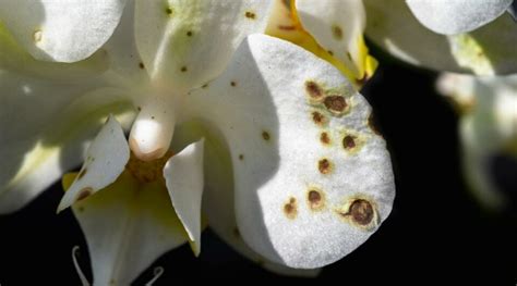 The 8 Most Common Orchid Diseases And How To Treat Them