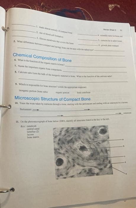 Solved Gross Anatomy Of The Typical Long Bone Ise De Chegg