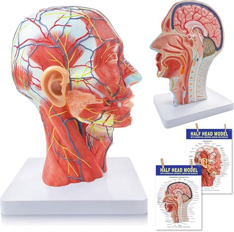 Amazon 2025 New Life Size Anatomical Head Model Skull Half Human