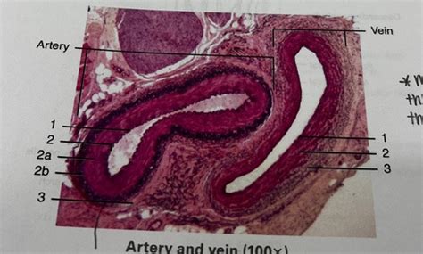 Blood Vessel Histology Microscope Slide Flashcards Quizlet