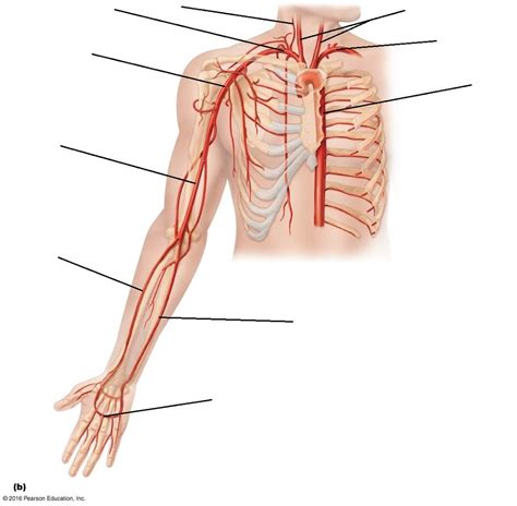 Arteries Of The Right Upper Limb And Thorax Diagram Quizlet