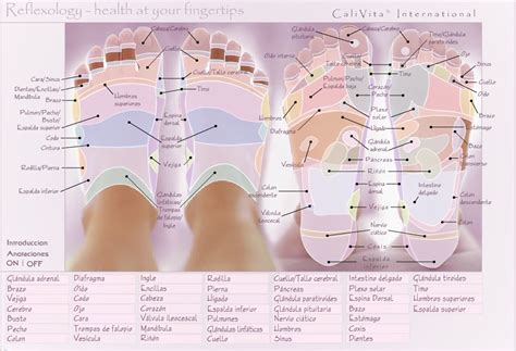Reflexología podal la salud en tus pies Blog Casa Pià