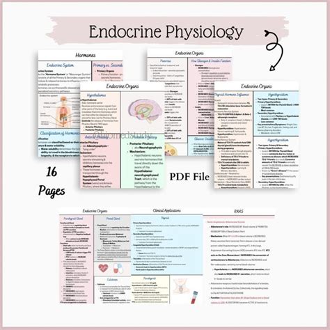 Endocrine System Physiology Notes Anatomy And Physiology Etsy