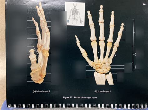 BONES Carpals Metacarpals Phalanges Diagram Quizlet