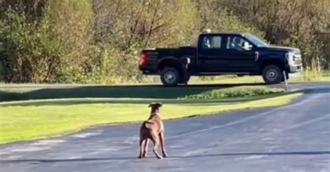 Vidéo Reconnaissante davoir été sauvée cette chienne attend tous