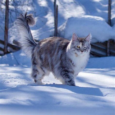 来自俄罗斯的Tiara战斗民族的猫也是威风凛凛的样子