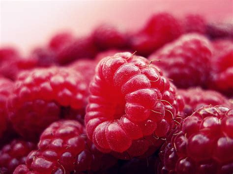 Free Images Plant Raspberry Fruit Berry Sweet Flower Petal