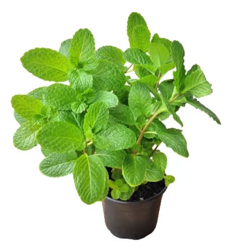 Muda Hortelã Comum Orgânico Erva Aromática MercadoLivre