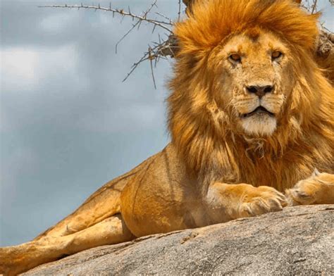 Reasons To Visit Lake Manyara National Park Africa Adventure Vacations