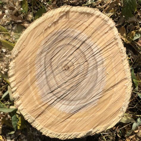 Cross Section Of Tree Trunk Showing Growth Rings Stock Photo Image Of