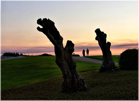 Free Images Tree Grass Horizon Silhouette Sunrise Sunset