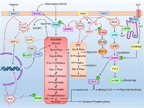 Figure 1 From Reactive Oxygen Species In Metabolic And Inflammatory