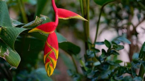 Heliconia Plant Stock Photos Royalty Free Heliconia Plant Images