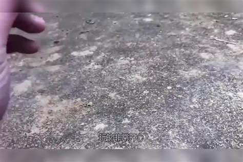 5万摔炮的威力有多大老外倒在车顶测试场面一度失控了 车顶 测试 摔炮