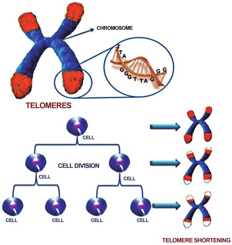 Telomere Shortening A Telomere Is A Region Of Repetitive DNA TTAGGG
