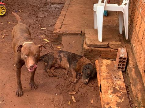 Pitbull mata cachorro e dono é levado à delegacia por omissão de