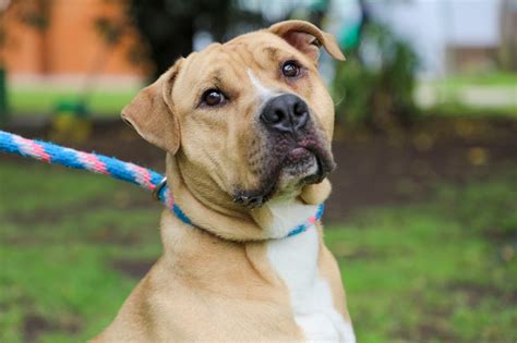 Adopta los más valiosos Nueva jornada de adopción de perros y gatos