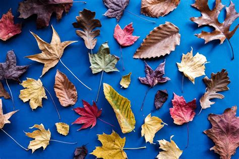 Los colores de las hojas de otoño según las especies de árboles ECVerde