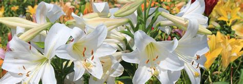 Planter Et Cultiver Les Lys Promesse De Fleurs