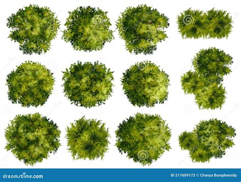 Abstract Green Tree Top View Stock Illustration Illustration Of