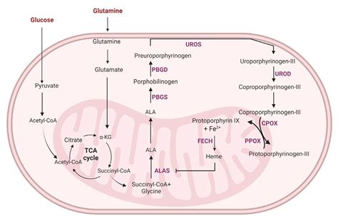 IJMS Free Full Text Modulating Glycolysis To Improve Cancer Therapy