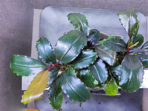 Bucephalandra Sp Nanga Tamantb Sp