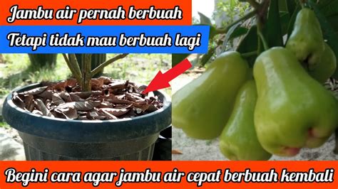 Penyebab Jambu Air Tidak Mau Berbuah Cara Agar Jambu Air Dalam Pot
