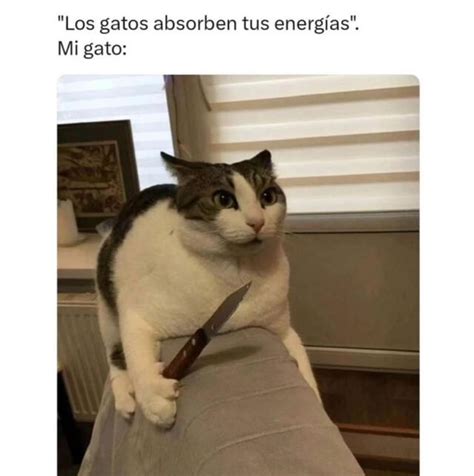 Gatitos virales Los mejores memes del Día Internacional del Gato que
