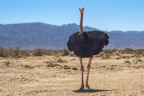 Animales del desierto Supervivencia y características únicas