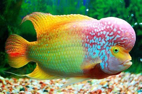 Ini Dia Jenis Ikan Hias Air Tawar Terindah Di Dunia Kamuster