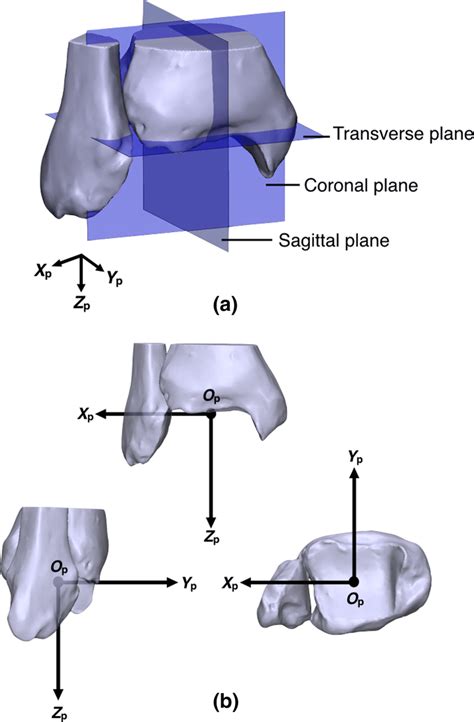 Three Orthogonal Planes A And The Anatomical Coordinate System B Of