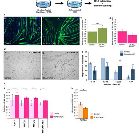 The Myogenic Regulatory Factors MRFs Regulate Myogenic Determination