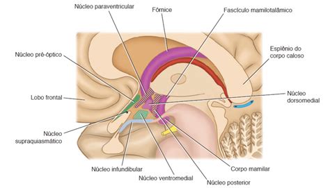 Núcleos do hipotálamo 2 webp Anatomia papel e caneta