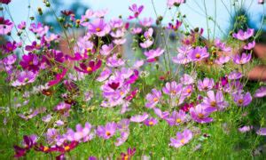 Cosmos Plant How To Grow Brilliant Flowers Epic Gardening