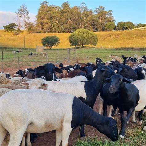 OVINOCULTURA E AS CURIOSIDADES SOBRE OVELHAS Labovet Produtos
