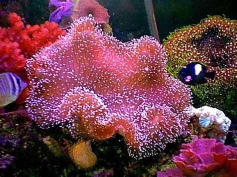 Here Are Easy Saltwater Aquarium Reef Corals For Beginners